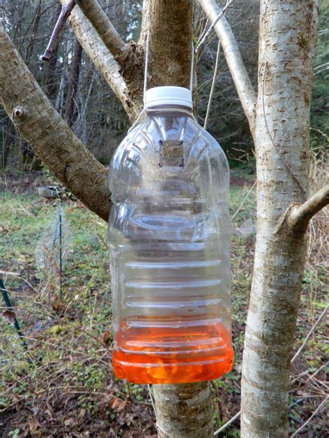 Wsda Agbriefs Trapping For Asian Giant Hornets 8 Things To Know