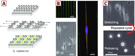 Application Of Crack Patterns For Biomolecularcellular Patterning And