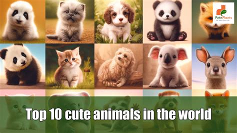 Top 10 Cutest Animals In The World Pet N Plants
