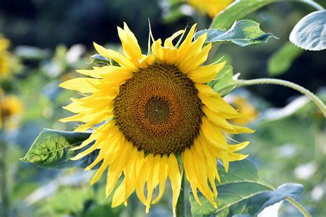 해바라기 꽃 블 룸 Pixabay의 무료 사진 Pixabay