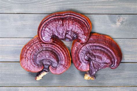 Ganoderma Lucidum Reishi Lingzhi Liquid Culture Syringe Inoculate The World