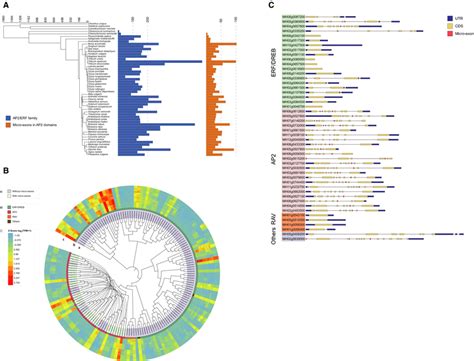 Overview Of AP ERF Genes In Different Plants A Identified AP ERF Download Scientific