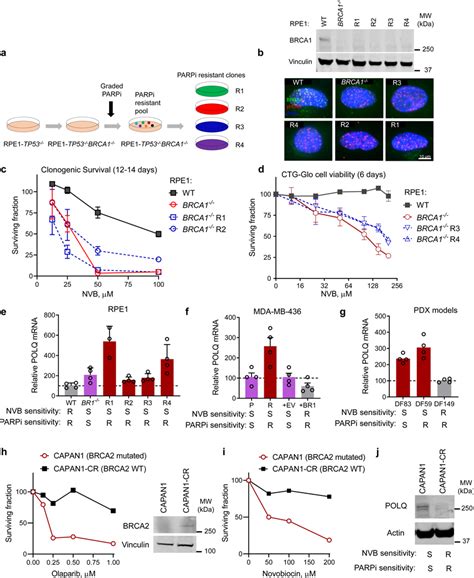 A First In Class Polymerase Theta Inhibitor Selectively Targets Homologous Recombination