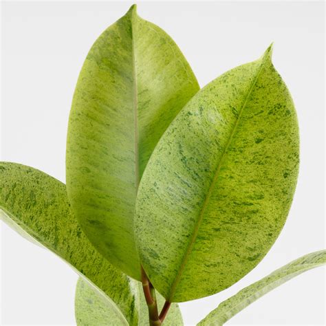 Ficus Shivereana Medium Costa Farms