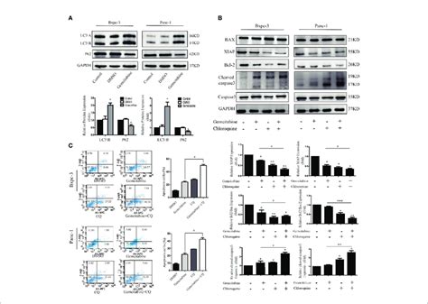 Decreased Autophagy Activity Can Increase Gemcitabine Download Scientific Diagram