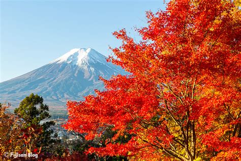 【富士山写真】2019年11月富士見孝徳公園からの紅葉と富士山 富士山写真ブログ 富士山・富士五湖の情報ブログ