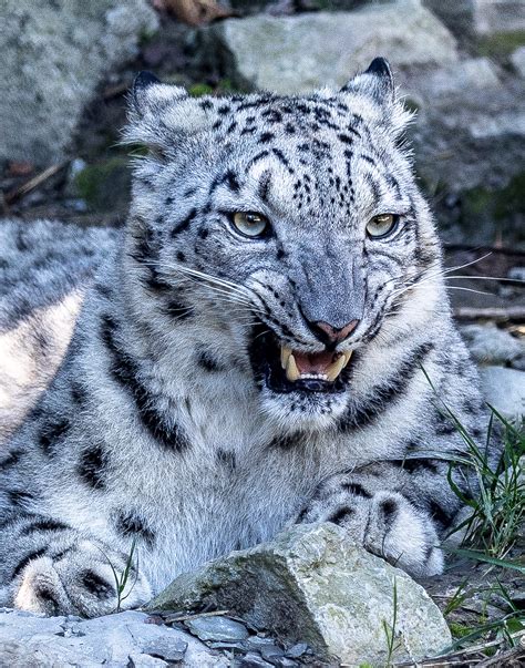 Grumpy Kitty Shutterbug