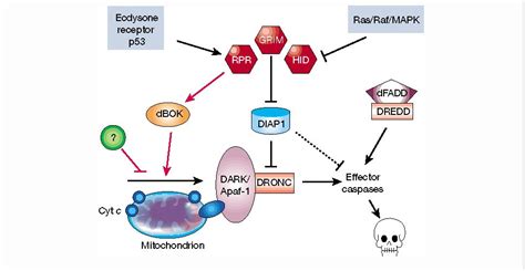 Developmental Pathways