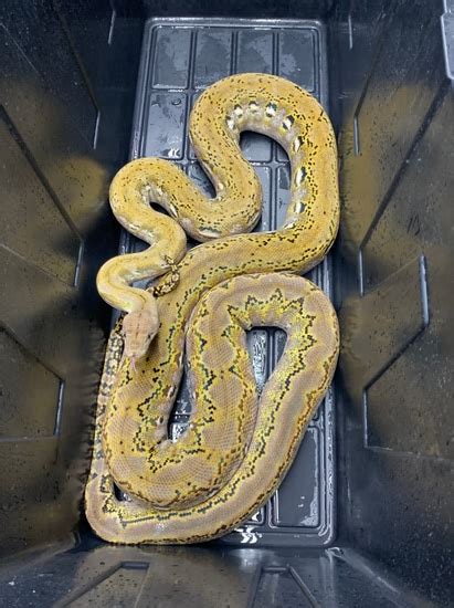 50 Super Dwarf Platinum Reticulated Python By New Shed Serpents