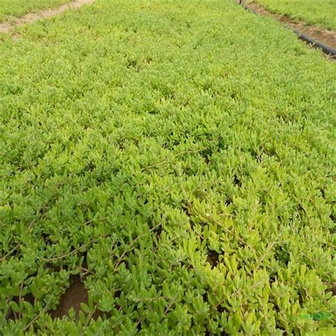 耐寒地被花卉 卧茎景天 屋顶绿化 可代替草坪 抗旱抗贫瘠基地 种植厂家 产地报价单 江苏富春园林有限公司