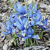 Dwarf Iris Guide How To Grow And Care For Iris Reticulata”