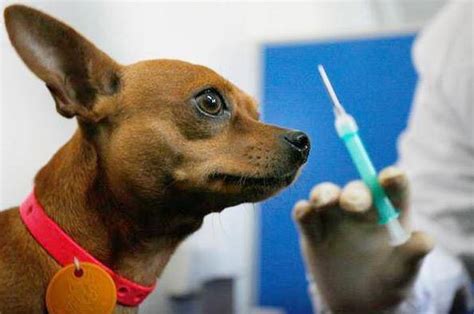 被猫狗伤到什么程度需要打疫苗？没有明显伤口更要谨慎对待发病