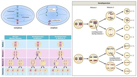 Nondisjunction Types Causes Consequences Examples Biology Notes