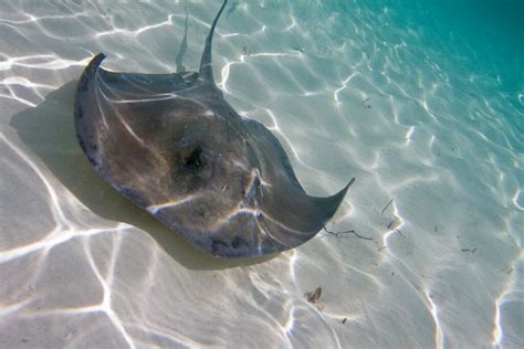 Southern Stingray Mote Marine Laboratory And Aquarium