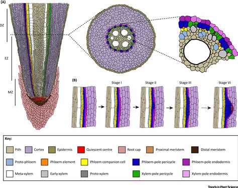 Lateral Roots Root Development And Abiotic Stress Adaptation