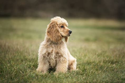 Six Month Old Cocker Spaniel Puppy In A Field Looking To The Right