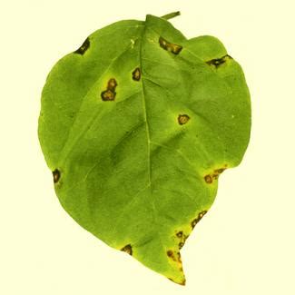 Bacterial Leaf Spot Bougainvillea Plantsdb