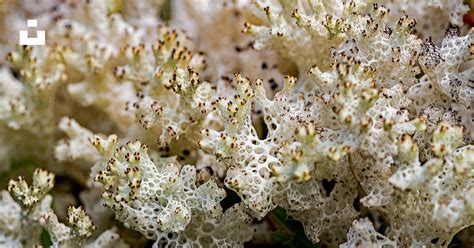 흰색과 노란색 산호초 사진 Unsplash의 무료 고블린 숲 이미지