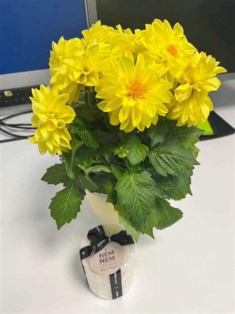 Beautiful Surprise This Morning At The Office 💐 Happy International… Elena Violeta Radu