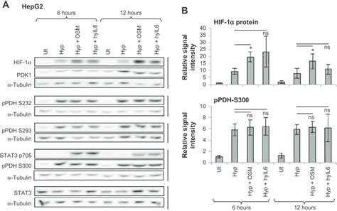 Early Induction Of Pdh E1α Phosphorylation Does Not Correlate With Download Scientific