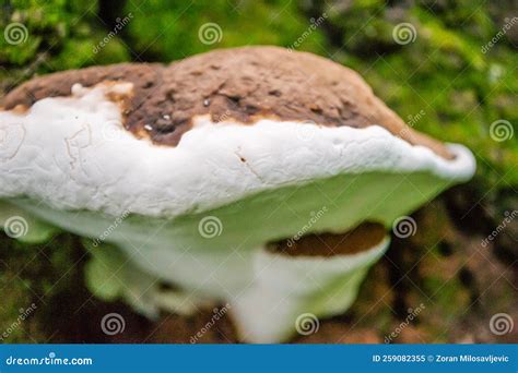Fungi On Tree Bark Stock Image Image Of Environment