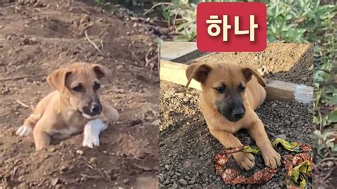 진돗개 사랑이 가족 하나와 닮은 강아지 Youtube