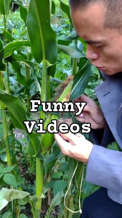 Funny Videos Viralshorts Shorts Funny Youtube