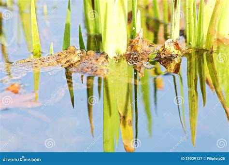 Froggy Sex Stock Image Image Of Eyes Pond Amorous 39029127
