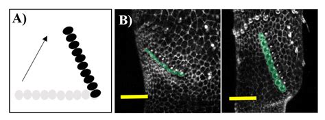 Sex Combs In Motion The Node