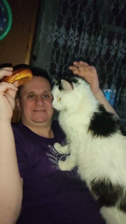 Котик просит пирожок Youtube