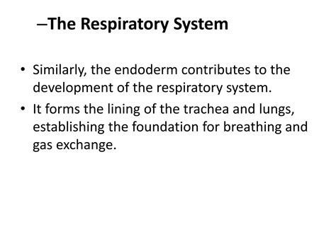 Endoderm Introduction Functions And Formation Pptx