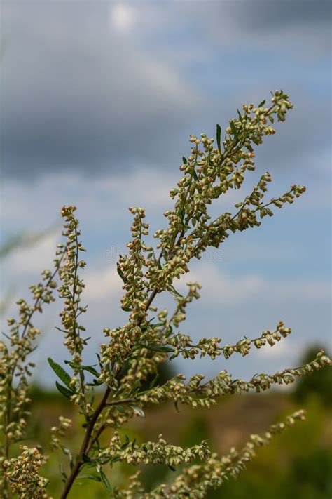 Artemisia Vulgaris Common Mugwort Allergen Flowering Stock Image