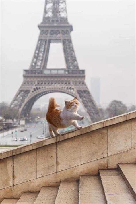 训练加速篇（3）horovod之多机多卡 小蛋子