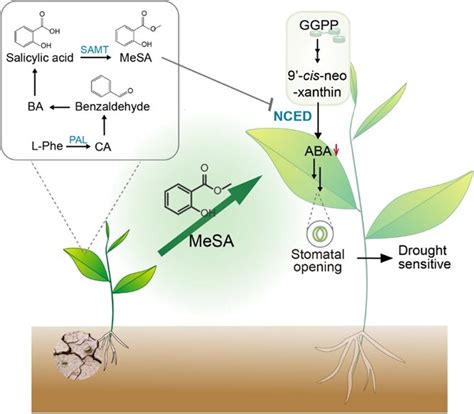 Volatile Compound Mediated Plant Plant Interactions Under Stress With The Tea Plant As A Model Pmc