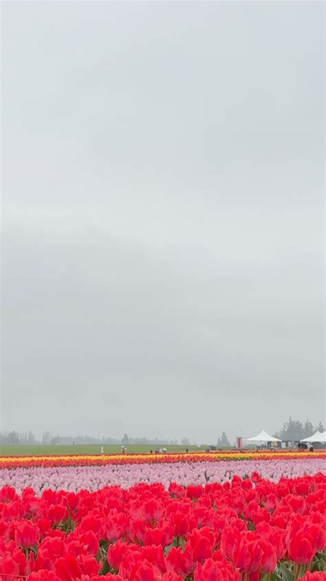 Theres Truly Nothing Better Than Handmade Tortillas — Pressed To Order And Fried To Golden