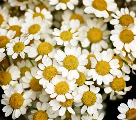 Background Of Small Camomiles Stock Image Image Of Camomile Grey