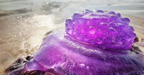 서소문사진관 돌연변이 해변에서 발견된 희귀한 보라색 해파리