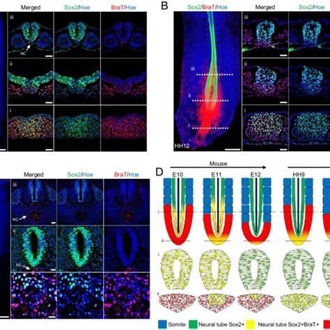 Spatiotemporal Expression Of Neuromesodermal Progenitors During Chick Download Scientific