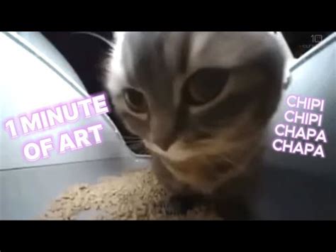 CHIPI CHIPI CHAPA CHAPA CAT MEME FOR MINUTE YouTube