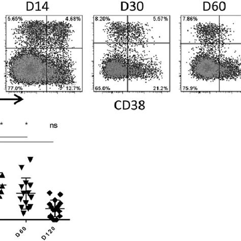 Dynamics Of Cd38 Expression On Memory Cd4 T Cells After Activation Download Scientific