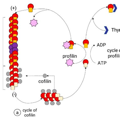 Main Elements Of The Neuronal Cytoskeleton The Neuronal Cytoskeleton Download Scientific