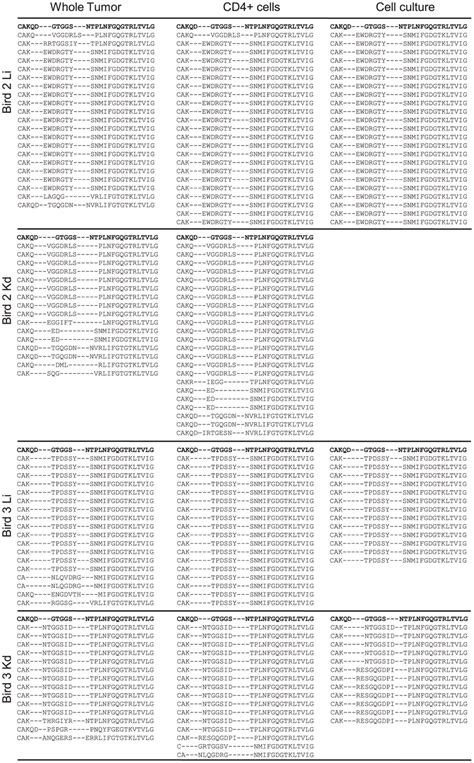 TCRVβ1 CDR3 sequence identity confirms clonal identity of T cells in Download Scientific