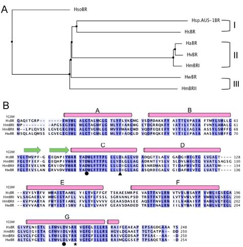 phylogenic tree and multiple sequence alignment of bacteriorhodopsins download scientific