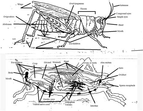 Grasshopper Testis Dissection