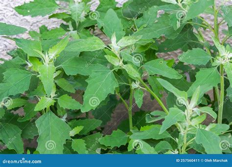 Lambs Quarter Flowers Lamb`s Quarter Chenopodium Album Is A Roadside