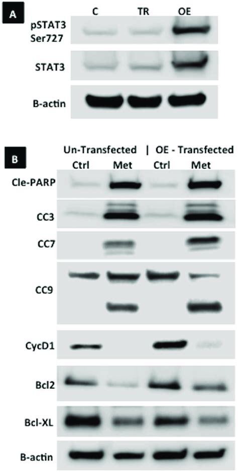 Expression Of Apoptosis And Cell Proliferation Related Proteins In