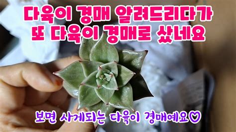 다육이 경매하는법 알려드리다가 제가 경매로 다육이 샀네요 보면 사게되는 다육이 경매예요 다 첫입찰에 낙찰됐어요 다육이 다육이언박싱 다육이경매 Youtube