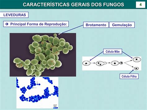 Aula 6 Caracteristicas Gerais Dos Fungospdf