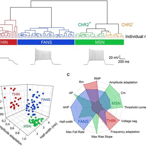 Unsupervised Hierarchical Clustering Of Morphology Recapitulates Download Scientific Diagram