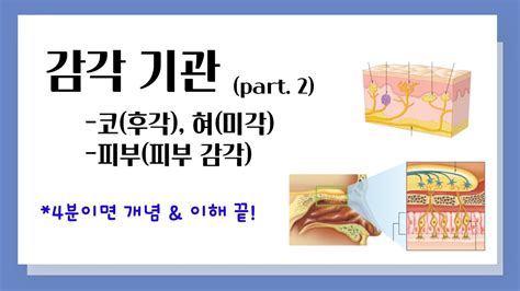 중3 과학 감각 기관 L 코후각 혀미각 피부피부 감각 Youtube